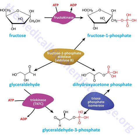 Fructose Structure Diagram