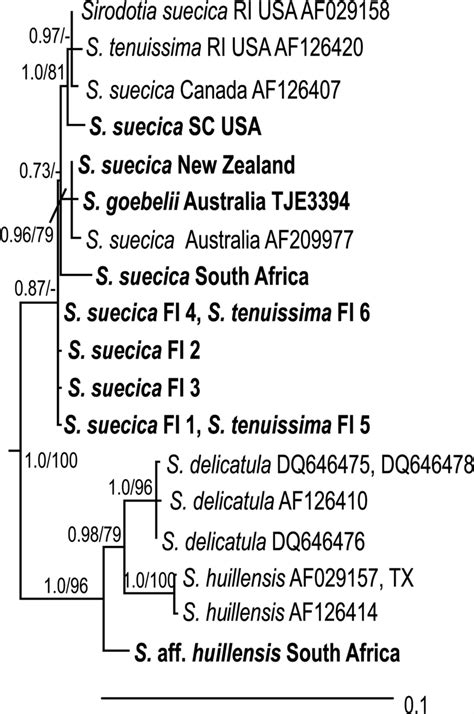 maximum likelihood ml tree ln likelihood 5163 68597 based on