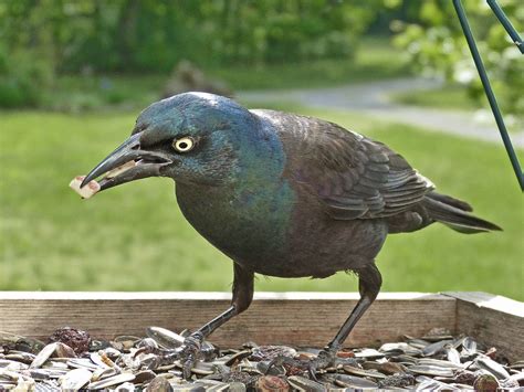 The Big Year Our Movie Review All About Birds