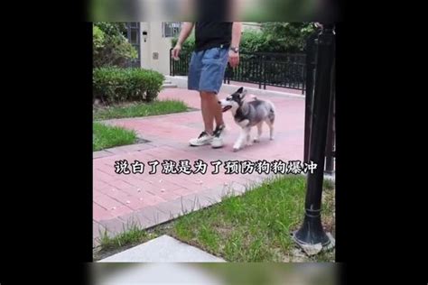 哈士奇乱吃东西怎么办视频哈士奇乱吃东西怎么惩罚 哈士奇 东西 惩罚