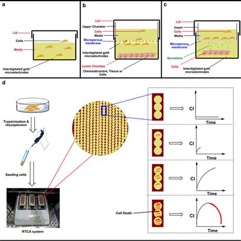 Pdf Dynamic Assessment Of Cell Viability Proliferation And Migration