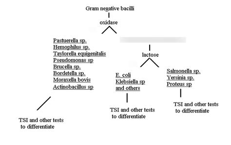 Gram Negative Identification Diagram Quizlet