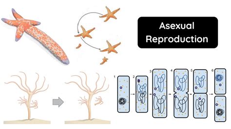Bacterial Transduction Definition Types Steps Examples Biology Notes Online