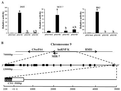 Promoter Analysis Of The Sequence Upstream Of The Human Hnrnp K Gene