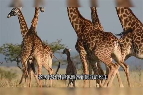 真是让人难以置信，小长颈鹿被狮子撕咬，小鹿最终选择投河
