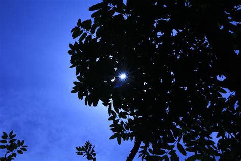 무료 이미지 자연스러운 푸른 하늘빛 분기 초목 작은 가지 우디 식물 종범 강청색 꽃 피는 식물 무늬 행사 대칭 천체 구과 식물 한밤중 구름