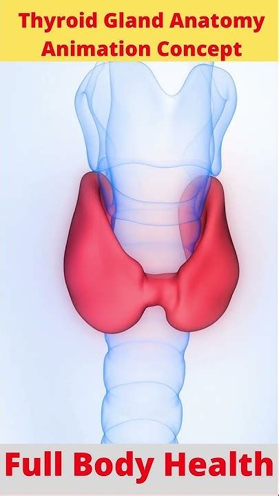 Human Body Glands Thyroid Gland Anatomy Animation Concept Shorts