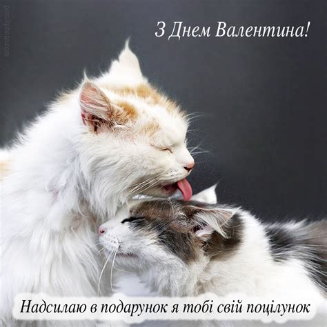 З Днем Валентина котики - кумедна картинка до дня закоханих