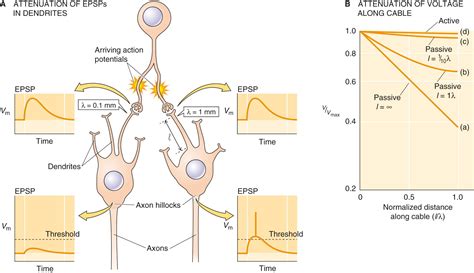 Physiology Of Neurons Clinical Tree