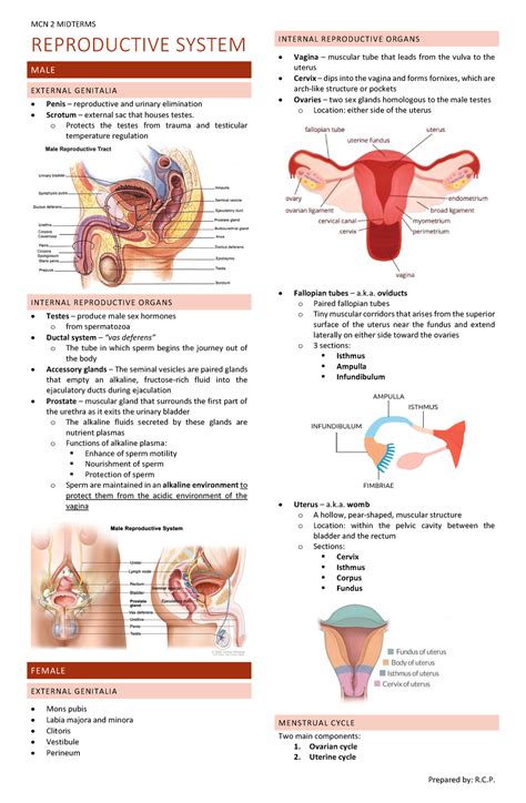 Mcn Notes Midterms Introduction To Reproductive Systems Until The