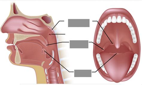 Lymphatic Respiratory System Diagram Quizlet