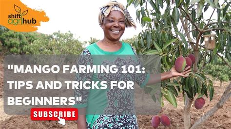 Part 2 Secrets Of Successful Mango Farming Revealed Youtube