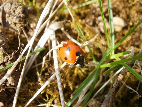 Ladybug Insect Nature Kostenloses Foto Auf Pixabay Pixabay