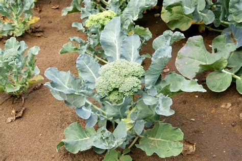 Do Broccoli Grow In The Ground Broadpick