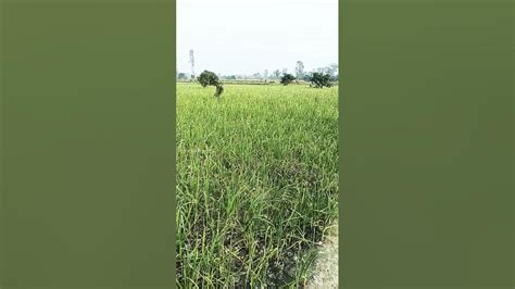 Garlic L Farming L Sex Wild L Jungle Main Mangal Farmer Kisan Agriculture India Reels