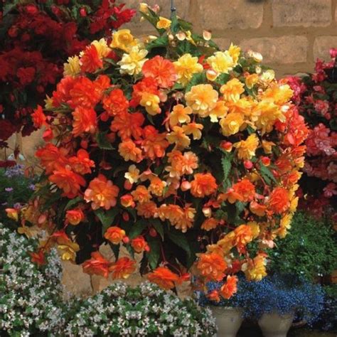 Orange And Yellow Mixed Trailing Pendula Begonia