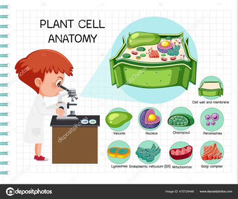 Anatomie Des Cellules Végétales Diagramme Biologie Illustration image