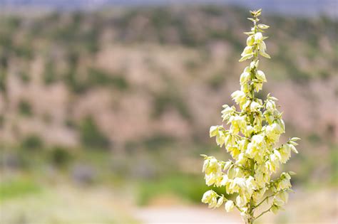 New Mexico One Tall Yucca Plant Flower Stalk Closeup View In La Luz