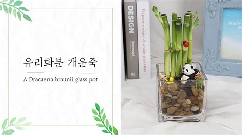 내 책상 위의 작고 소중한 대나무숲~ 유리화분 개운죽 Youtube