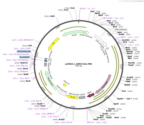 Addgene Pcdna3 1 Gem2 Halo Frb