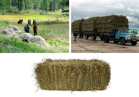 Зарим аймагт өвс тэжээл хүргэхээр болов