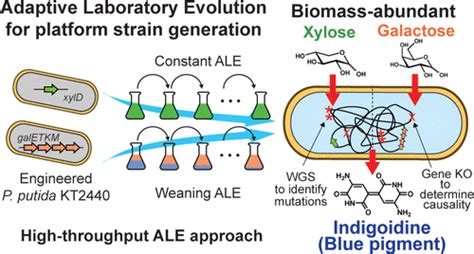 Pseudomonas Putida Kt2440