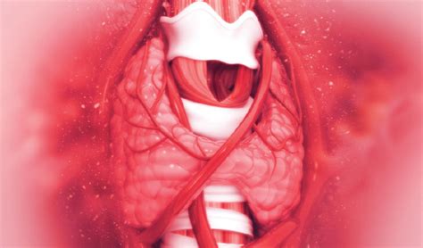 Racgp Thyroid Disease Long Term Management Of Hyperthyroidism And Hypothyroidism