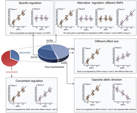 Cis Regulation Of Gene Expression Between Tissues The Associated Download Scientific Diagram