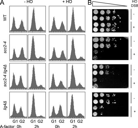 The Involvement Of Nipbl In Nhej Is Evolutionarily Conserved A And B Download Scientific