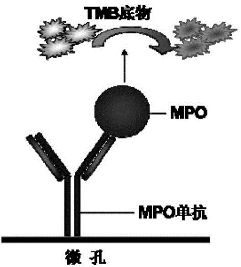 Myeloperoxidase Quantitative Determination Method And Detection Reagent
