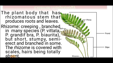 Pteris External Morphology Botany Class Room Malayalam Youtube