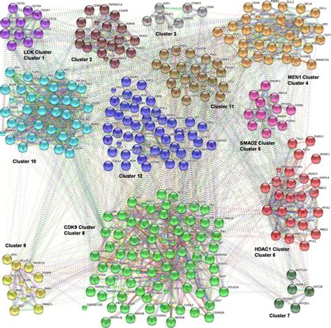 String Protein Protein Interaction Network Separated Into 12 K Means Download Scientific