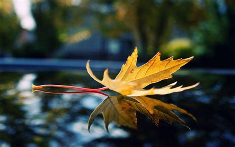 Reflection Wallpapers Wallpaper Cave