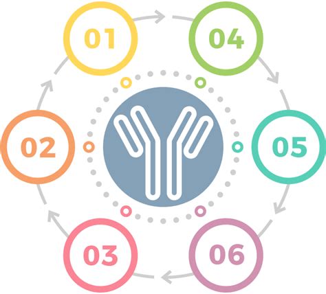 β Glucuronide Linker Design And Synthesis Boc Sciences