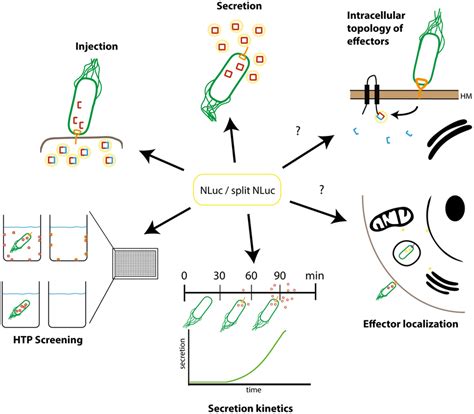 Cartoon Summarizing The Utilization Of The Nluc‐based T3ss Secretion