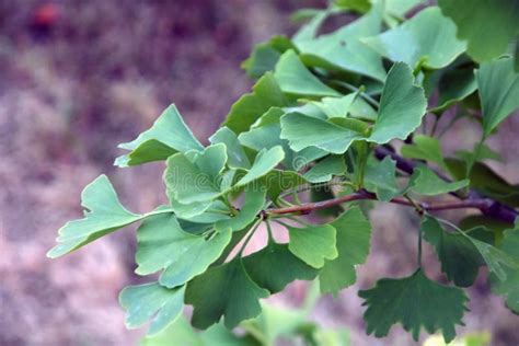 Green Ginkgo Leaves On A Tree Stock Image Image Of Gingko Homeopathy 256126501