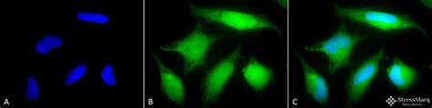 Anti Rab5 Antibody Early Endosome Marker Ab13253 Abcam