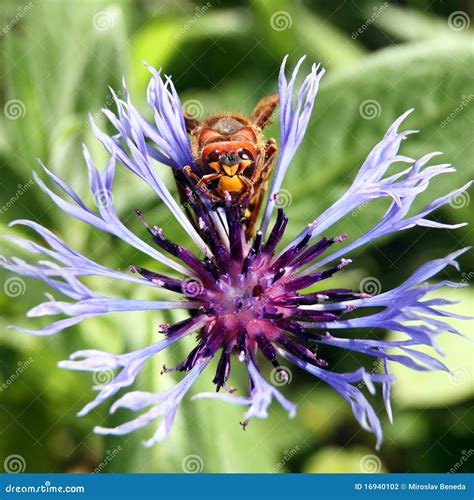 European Hornet Stock Photo Image Of Closeup Hair Pain