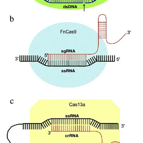 Schematic Representation Of Different Crisprcas Syss Tems For Editing