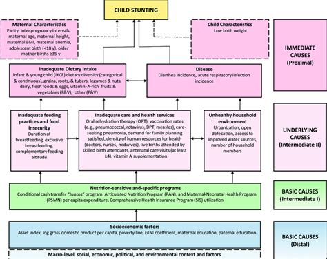 Conceptual Framework Showing Distal Intermediate And Proximal