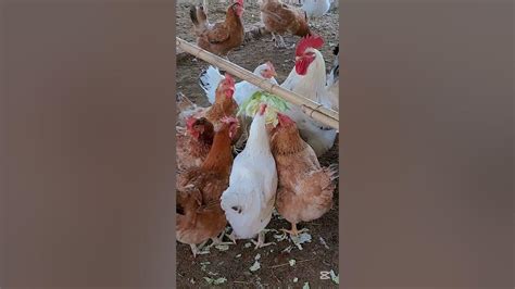 টাইগার মুরগি Youtube