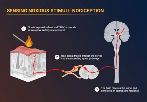 Sensing Noxious Stimuli Nociception Biorender Science Templates