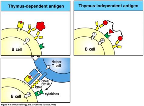 T Cell Development Flashcards Quizlet