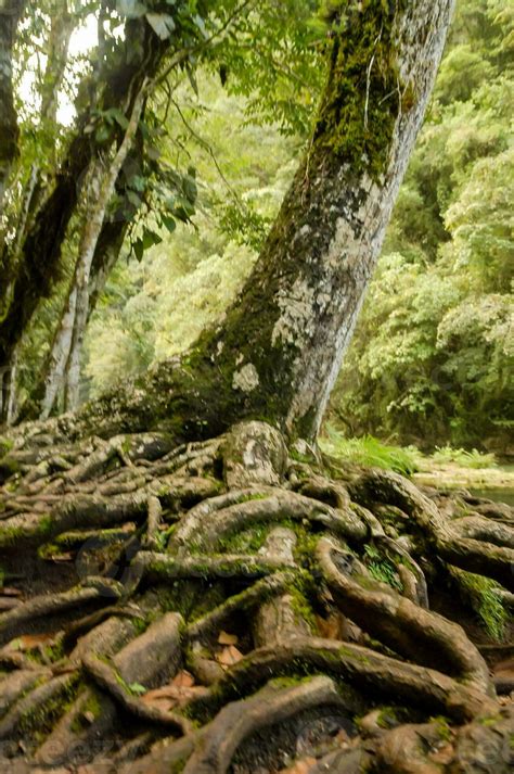 A Tree With Roots Growing Out Of The Ground Stock Photo At Vecteezy