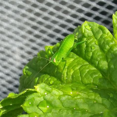 Green Bug On My Red Currant R Whatisthisbug