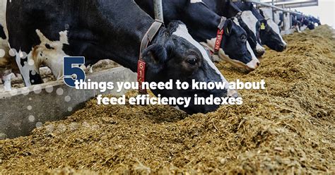 Which Feed Efficiency Index To Use