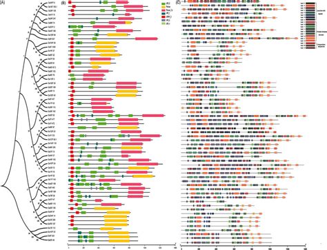 Phylogenetic Analysis Of The 60 Identified Lrr Rlk Proteins From S