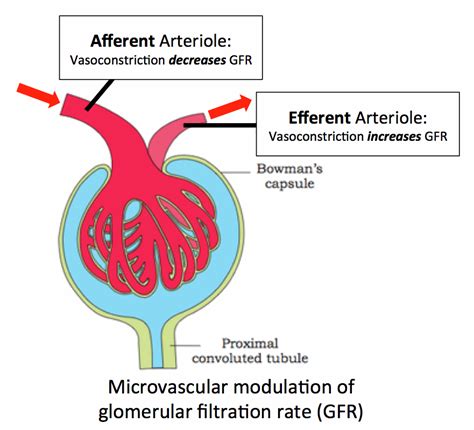 Afferent Arteriole And Efferent Arteriole