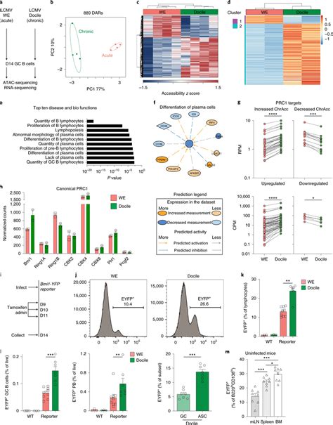 Gene Expression And Chromatin Accessibility Regions In Gc B Cells