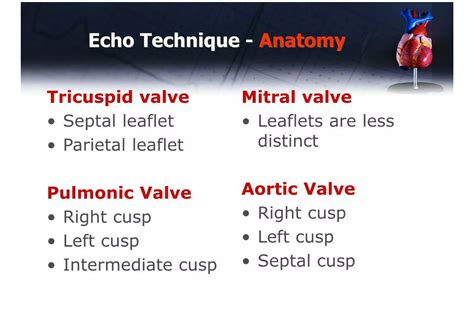 Basic Echocardiography Pdf